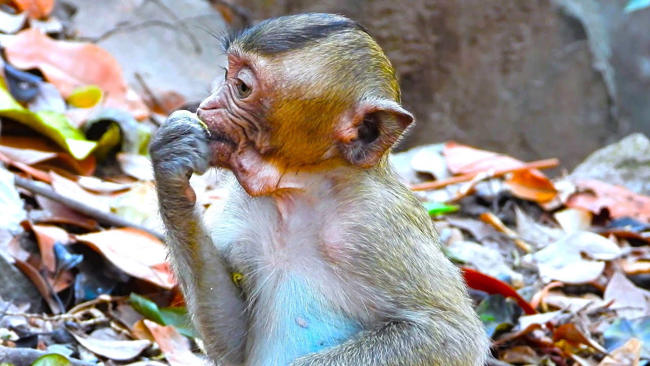 Joe siblings and friends - Baby friendly monkey - YouTube