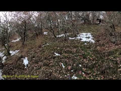 ÇULLUK AVI  (2022) -WOODCOCK HUNTİNG- Kuşlar Çok Huylu ama Yinede Güzel ve Heyecan Dolu bir Av.
