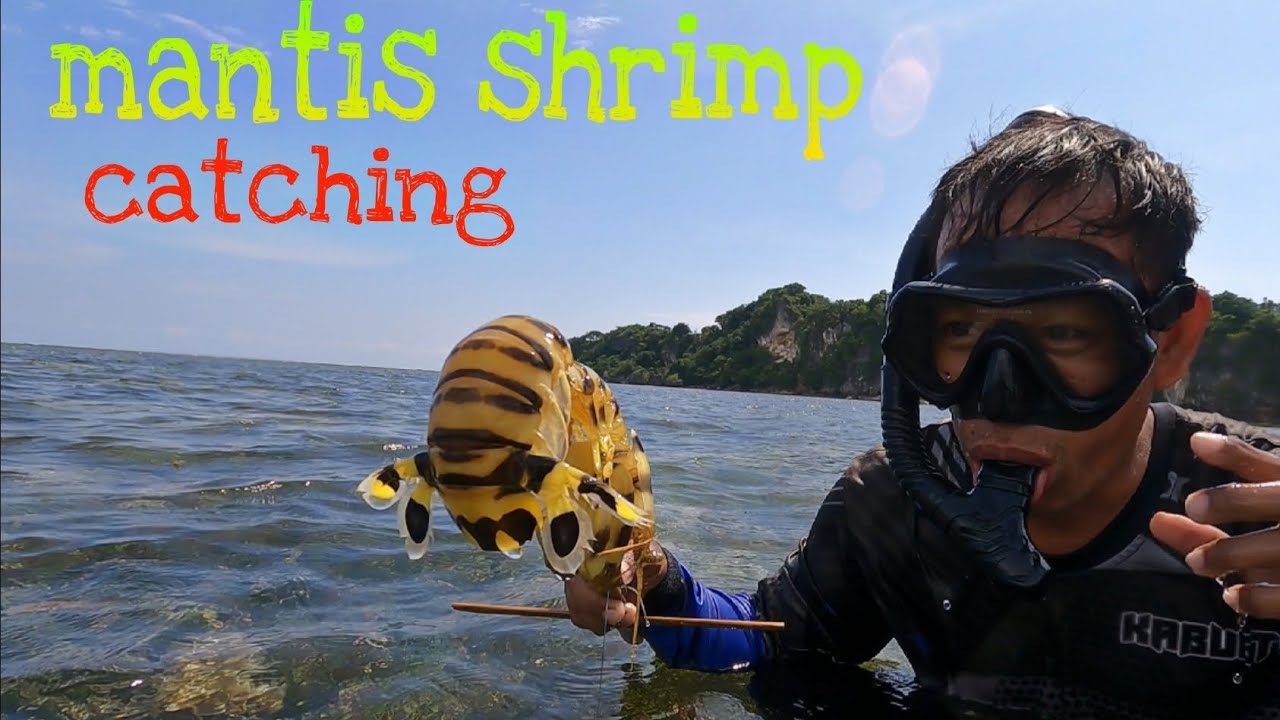 SEA MANTIS | Easy Catch - YouTube