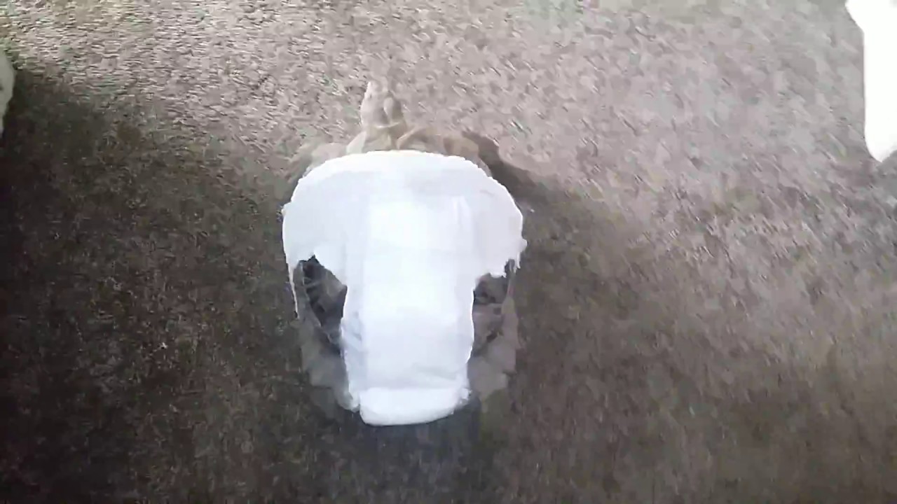 Tortoise in a diaper! - YouTube