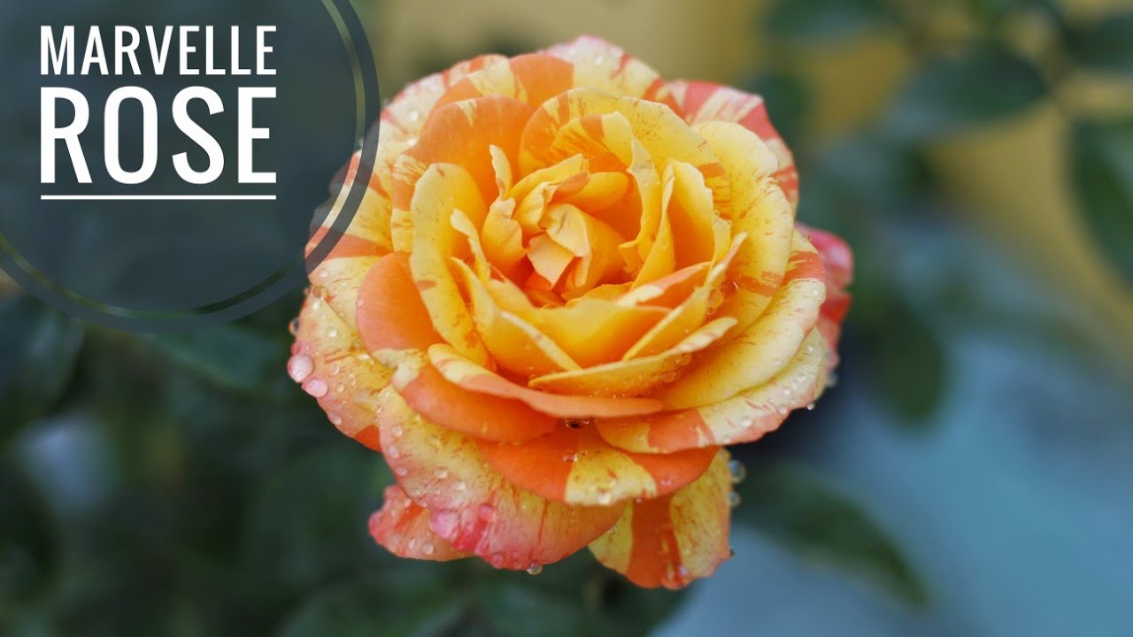 Marvelle | Marvelle Rose | Marvelle Rose Plant - YouTube