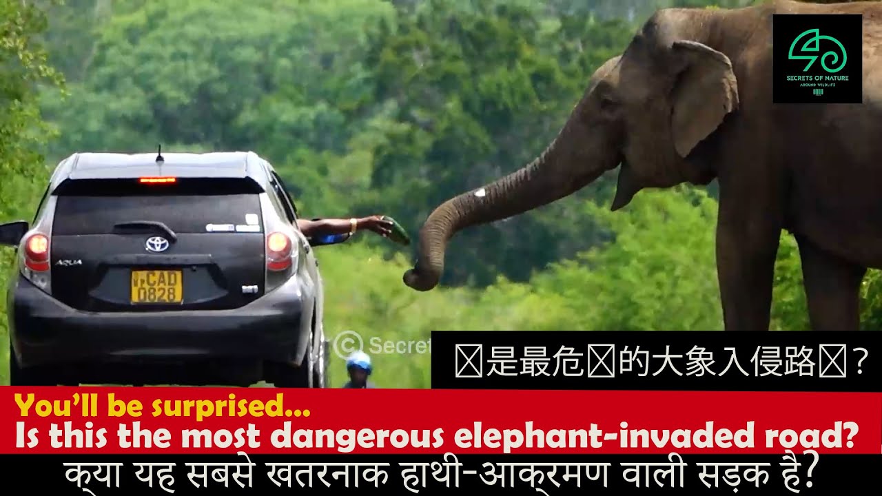You’ll be surprised… Is this the most dangerous elephant-invaded road ...