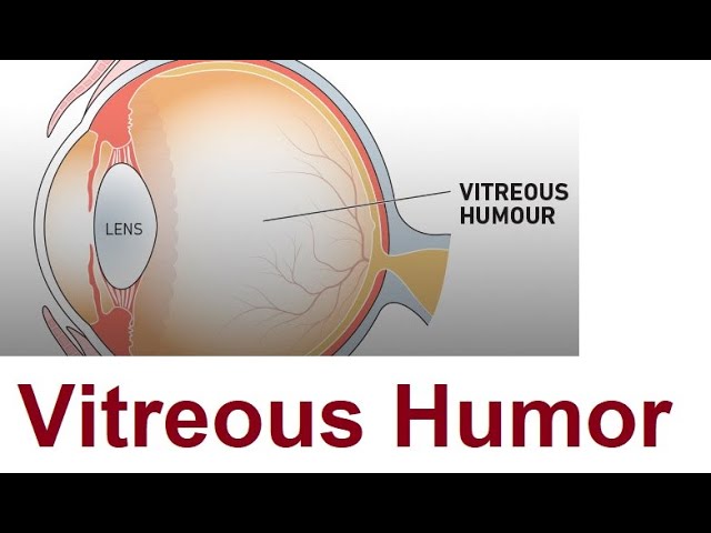 Anatomy Of Vitreous The Anatomy Of The 'camera' Eye | UCL Institute Of
