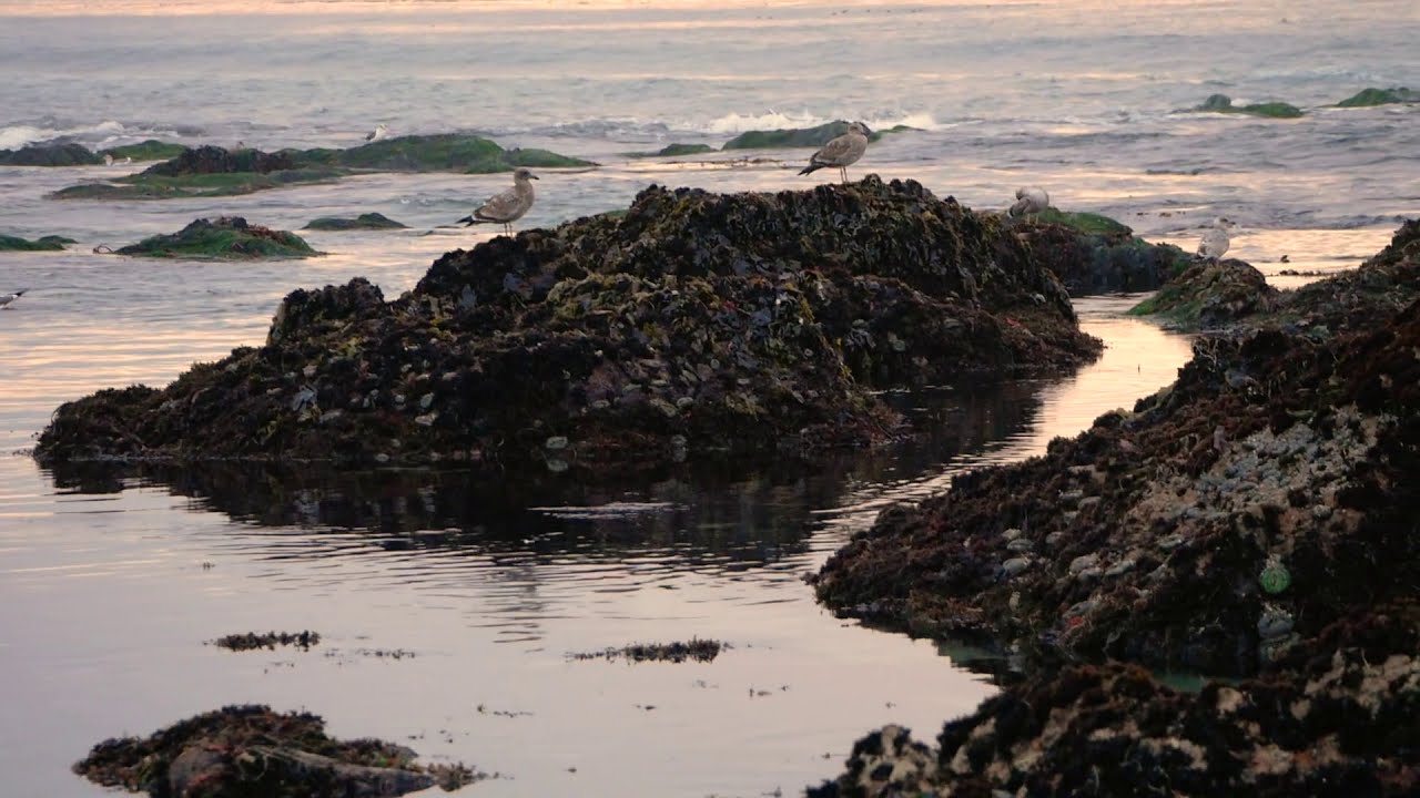 California Beach Life, 2019 - YouTube