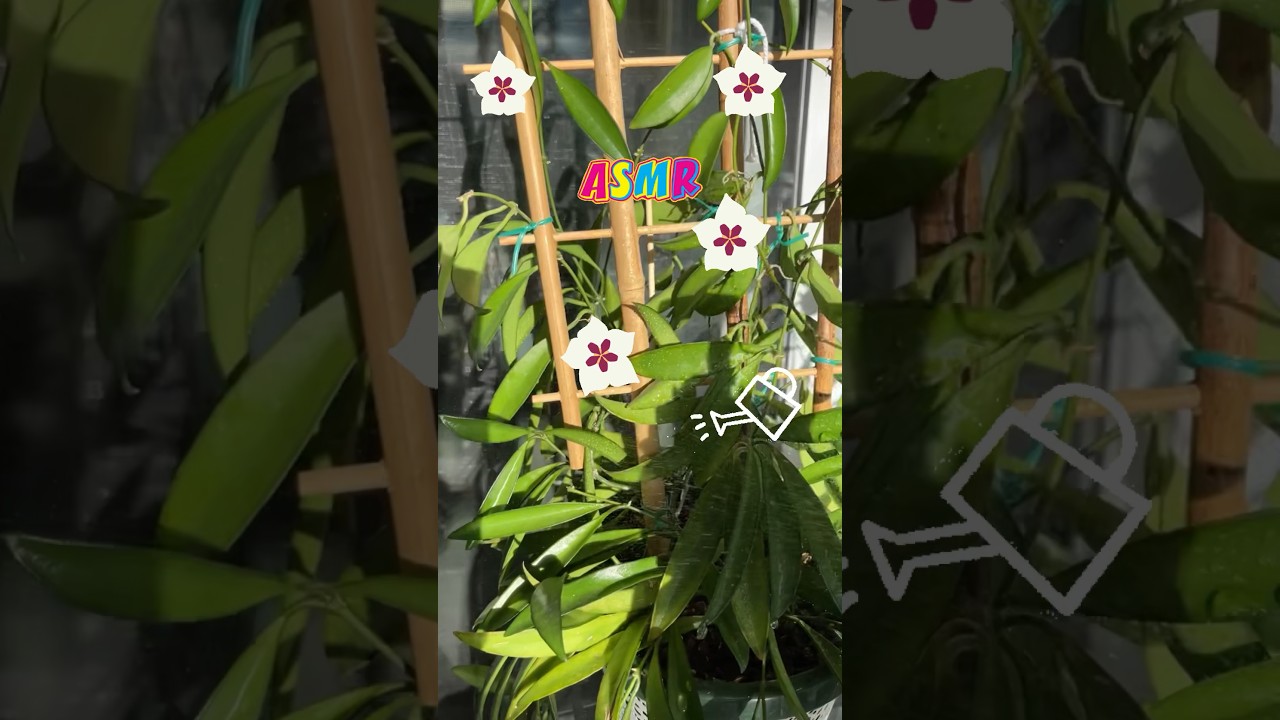 Asmr sound - watering hoya plant collection tropical wax flower #short ...