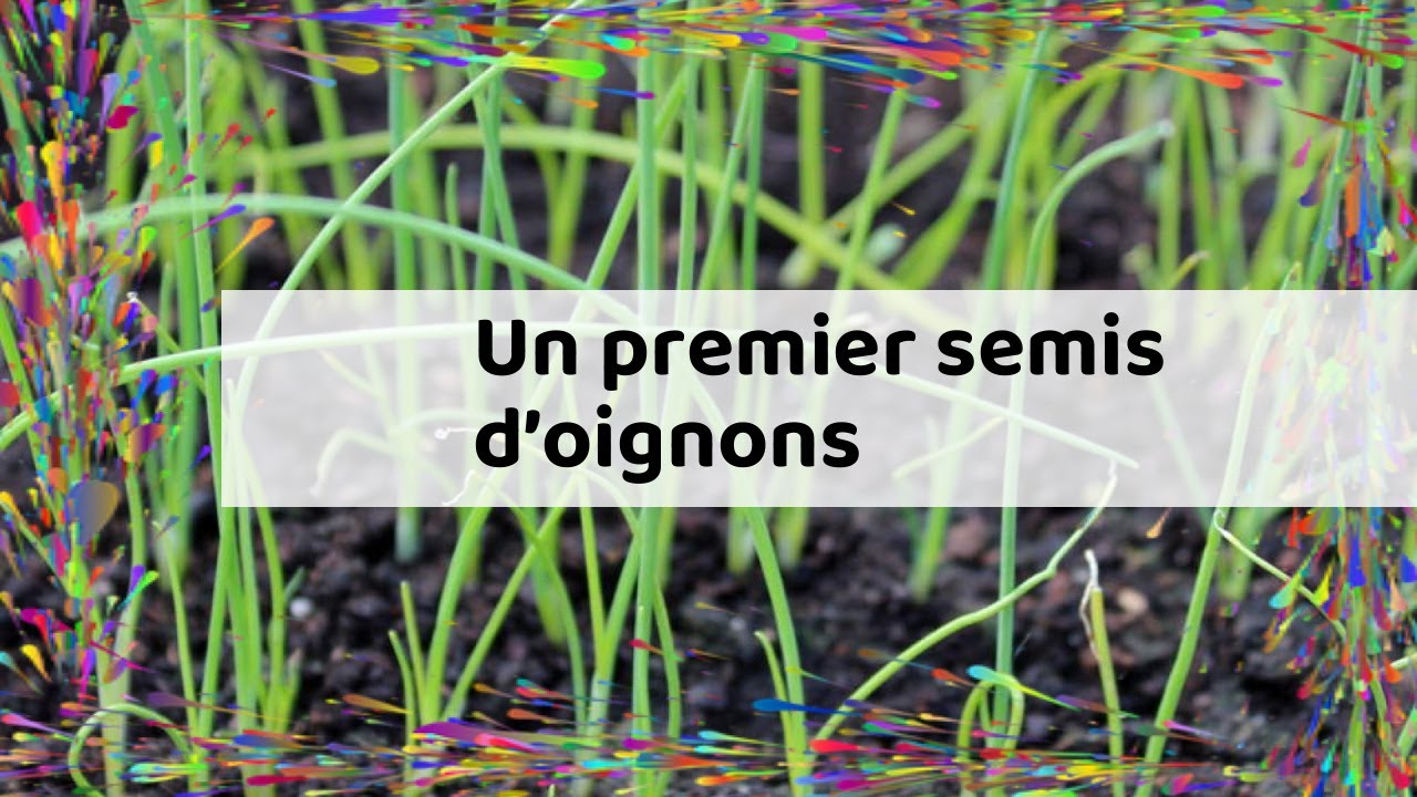 Un premier semis d’oignons - YouTube