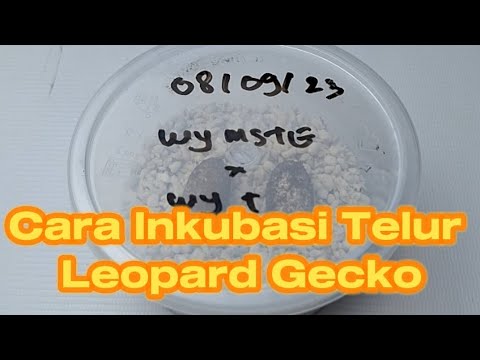 Cara Inkubasi Telur Leopard Gecko! - YouTube