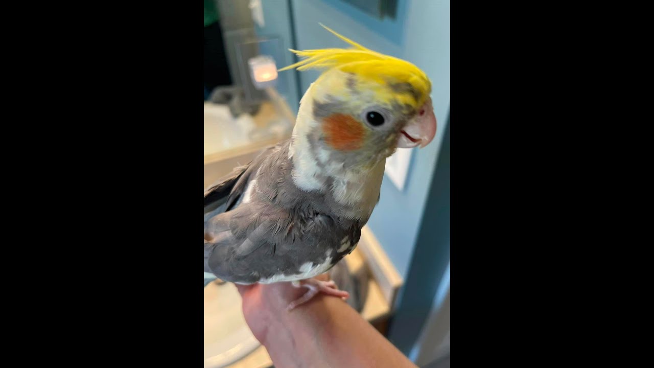Cockatiel Plays Peek-a-Boo! 🎶👻 #birds #cockatielsound #usa #america ...