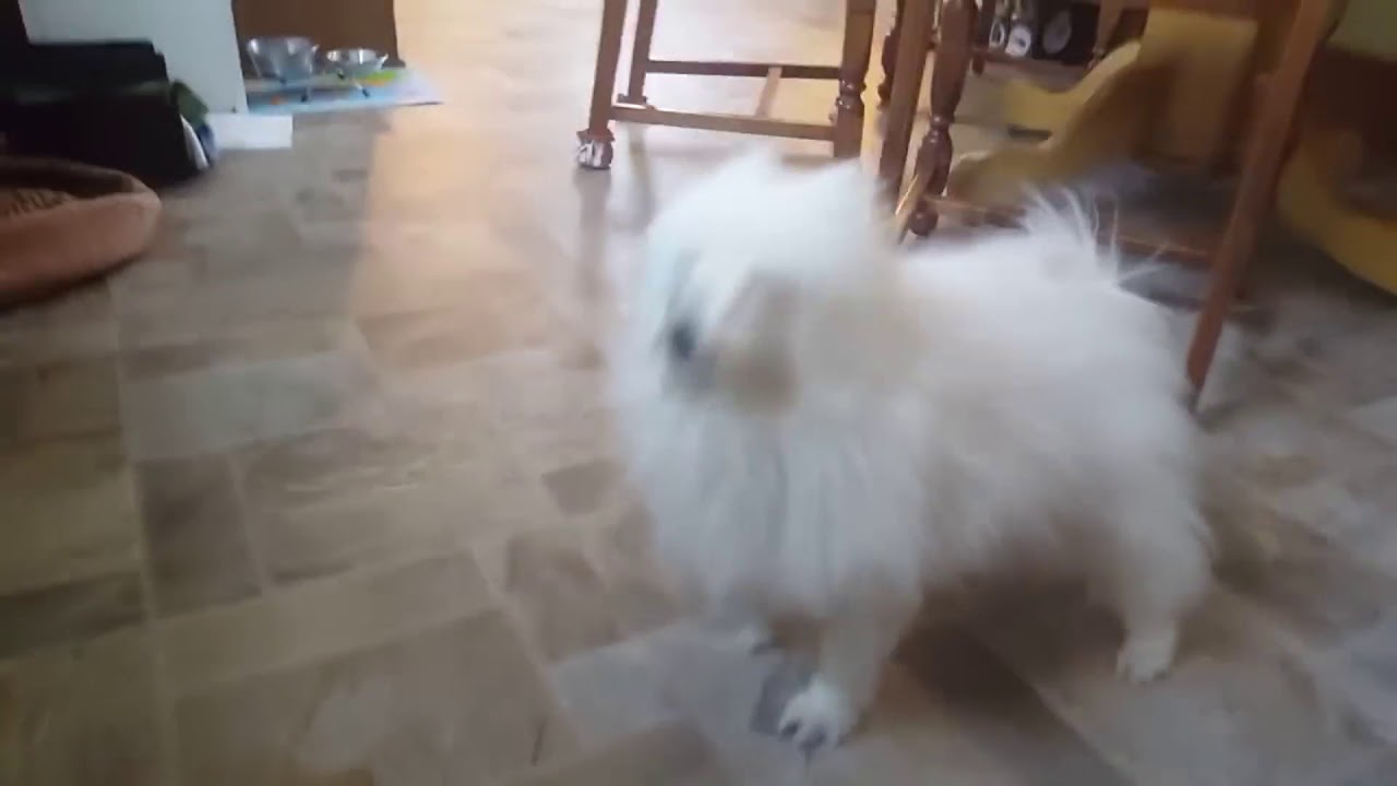 Boom Boom Dog uwu - YouTube