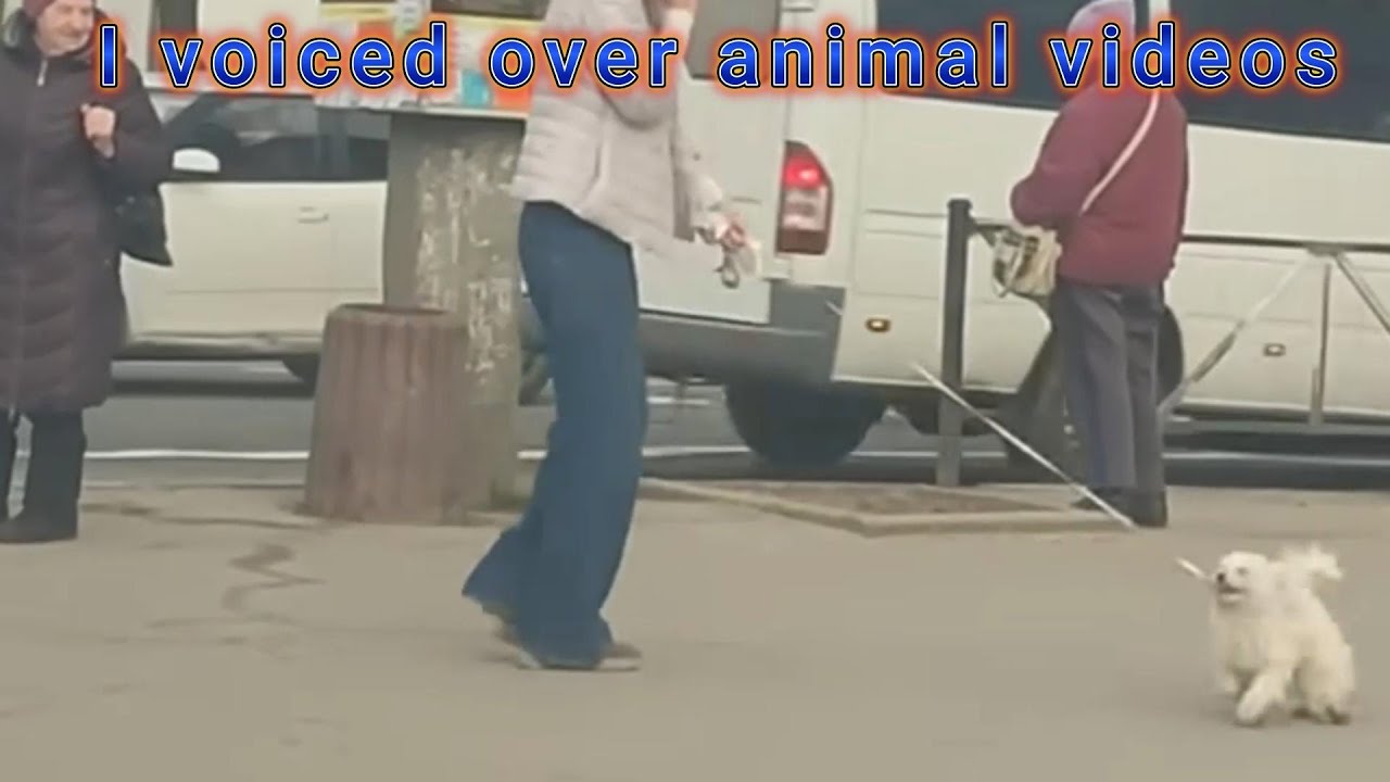 I voiced over animals - YouTube