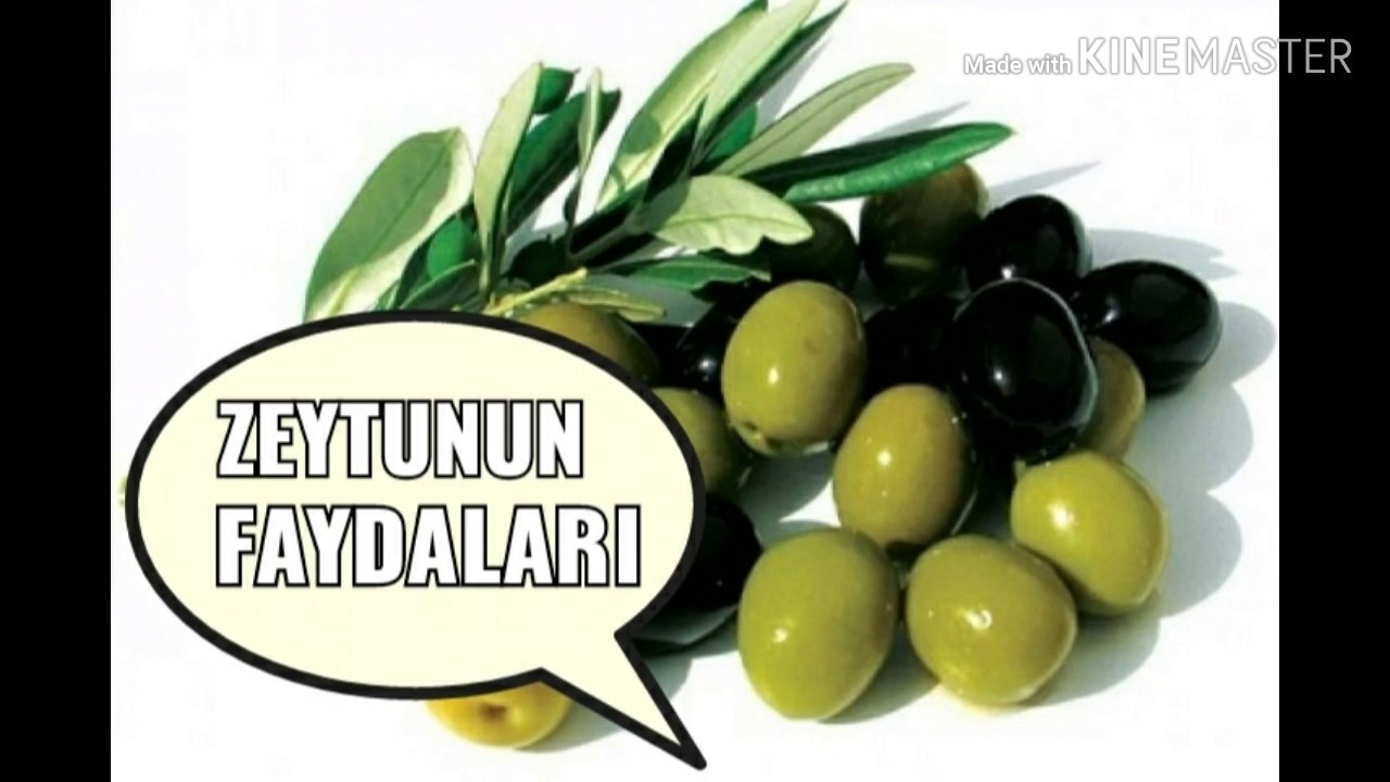 Zeytunun faydaları.Hansı hallarda zeytundan istifade etmek olar - YouTube