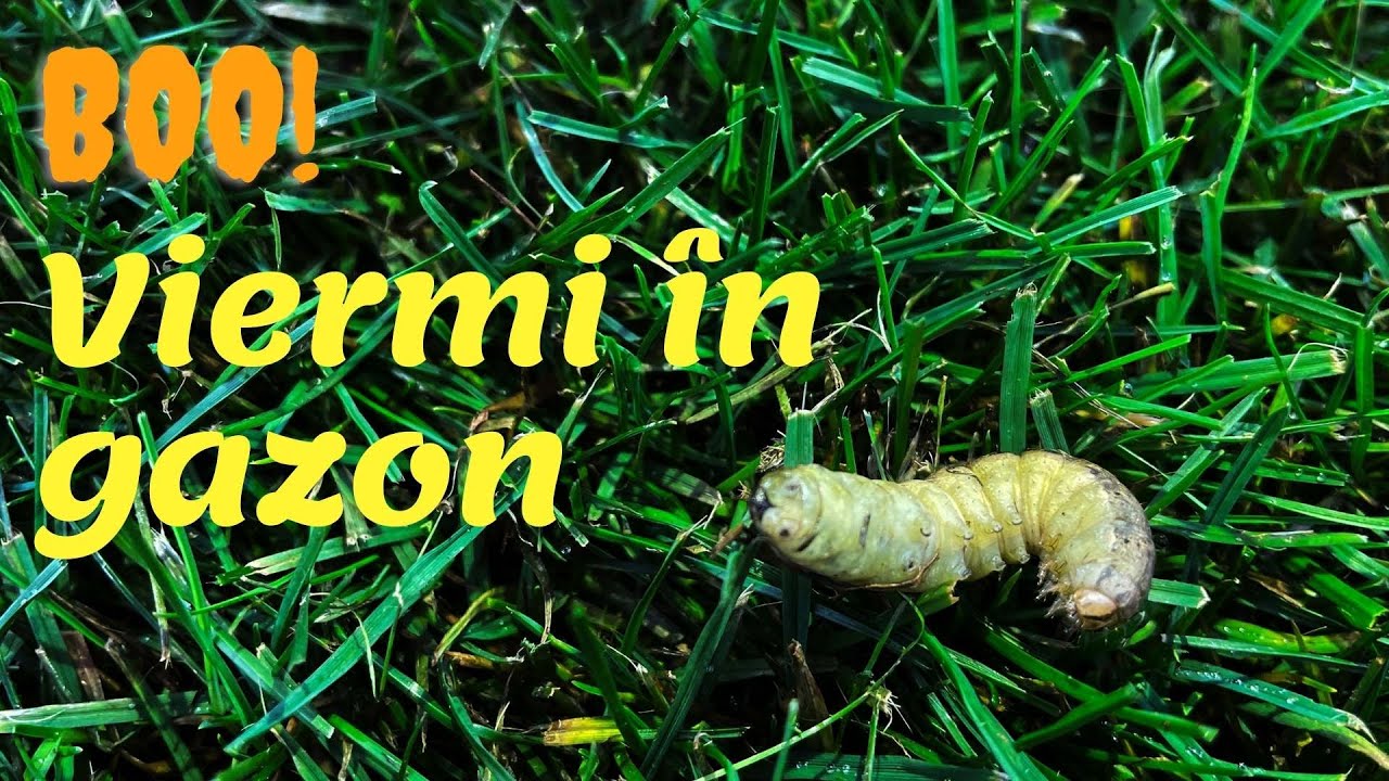 Viermi în gazon toamna. Cum îi observi, cum verifici dacă sunt viermi ...