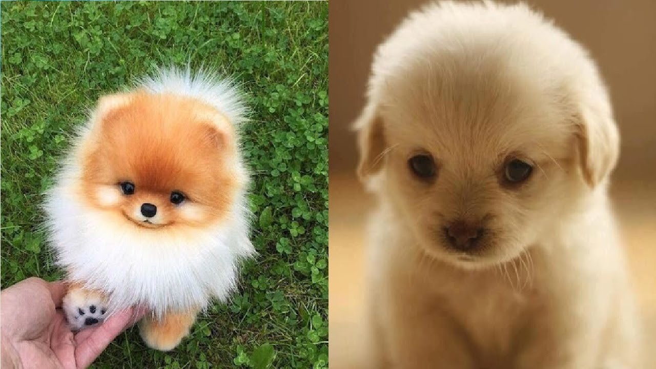 Try Not To Laugh At This Ultimate Funny Dog Video Compilation | Funny ...