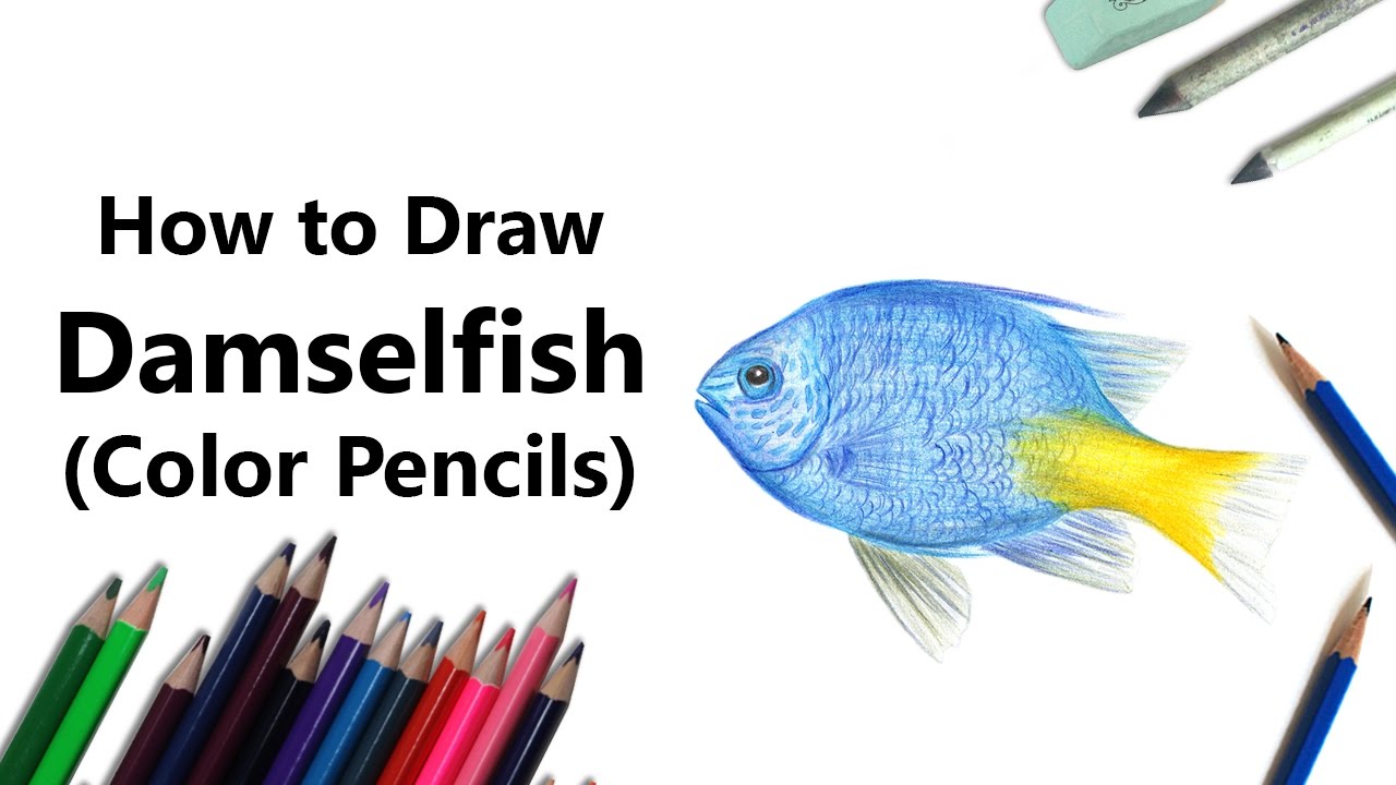 How to Draw a Damselfish with Color Pencils [Time Lapse] - YouTube