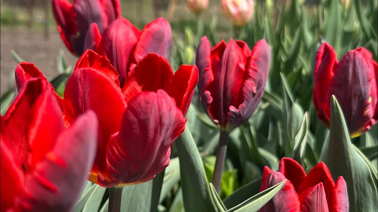 Spring update & tulip varieties in bloom - YouTube