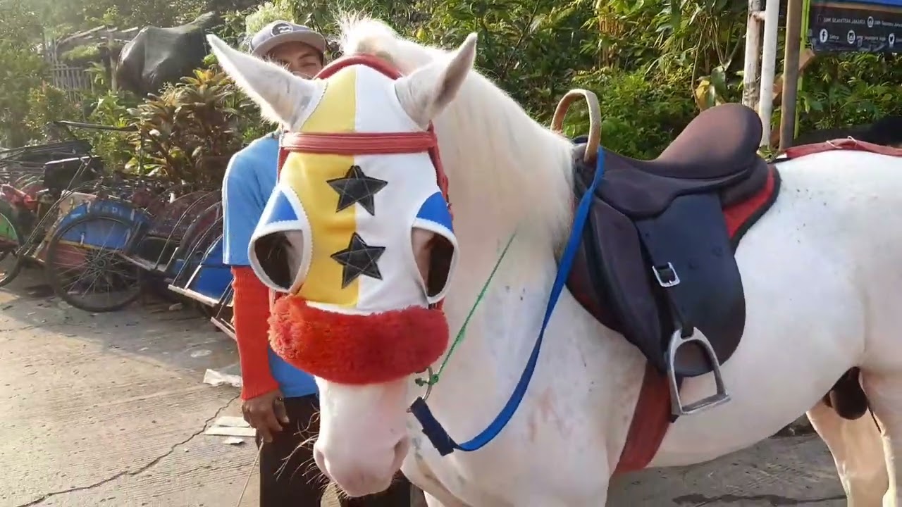 KUDA-KUDA BANYAK-KUDA DELMAN-KUDA BKT-KUDA islamic center-jakarta - YouTube