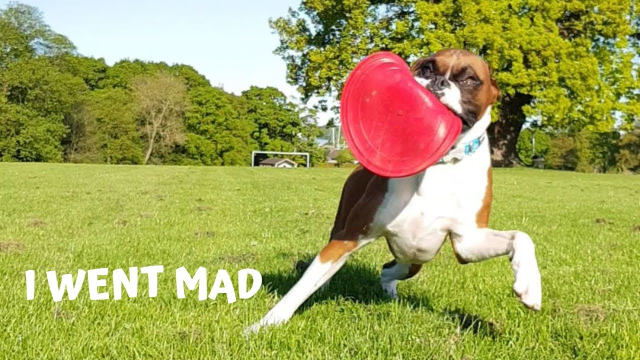 BOXER DOG GOING CRAZY! - YouTube