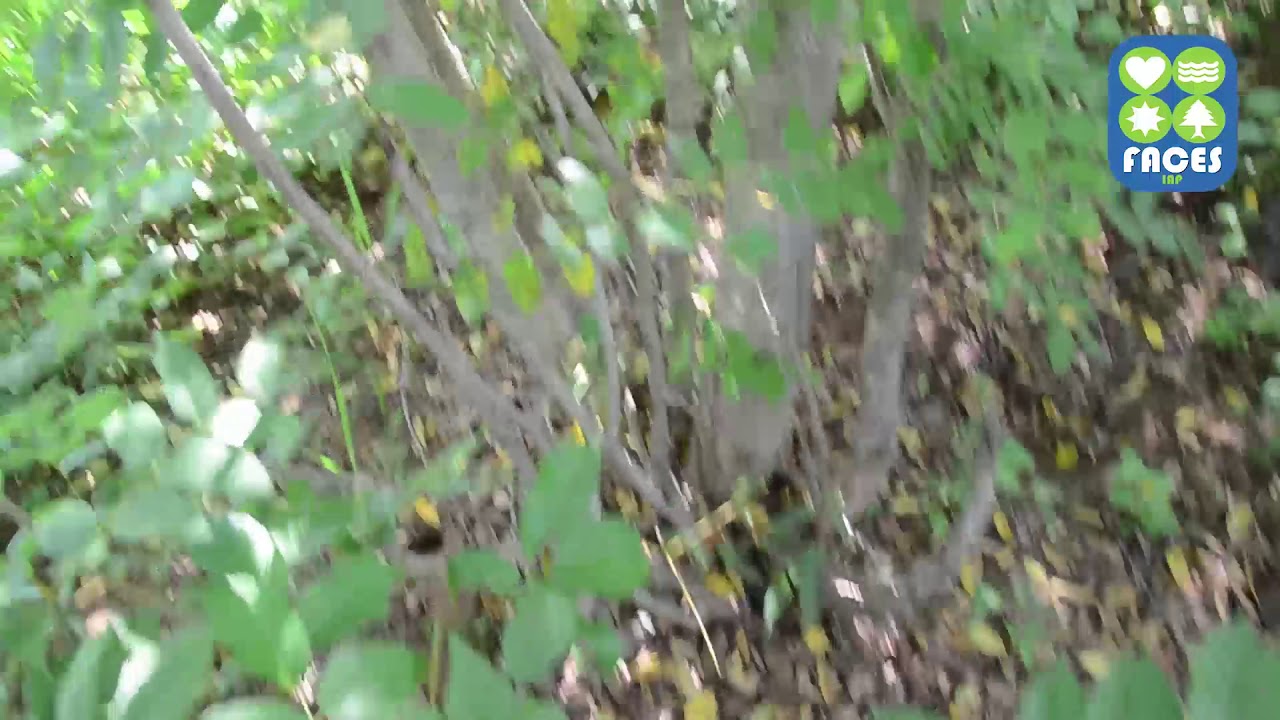 Árbol Palo Colorado o Arellano - YouTube