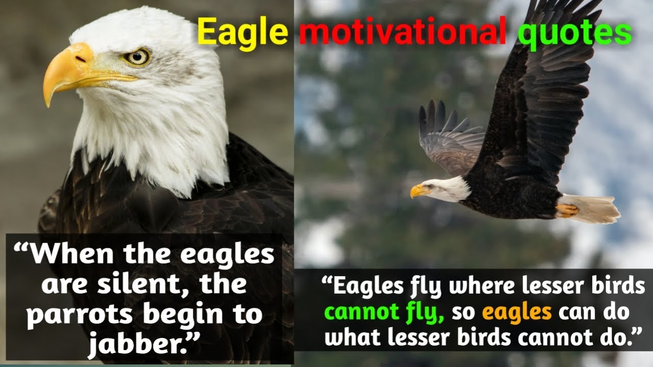 Eagle motivational quotes this video can change your life best ...
