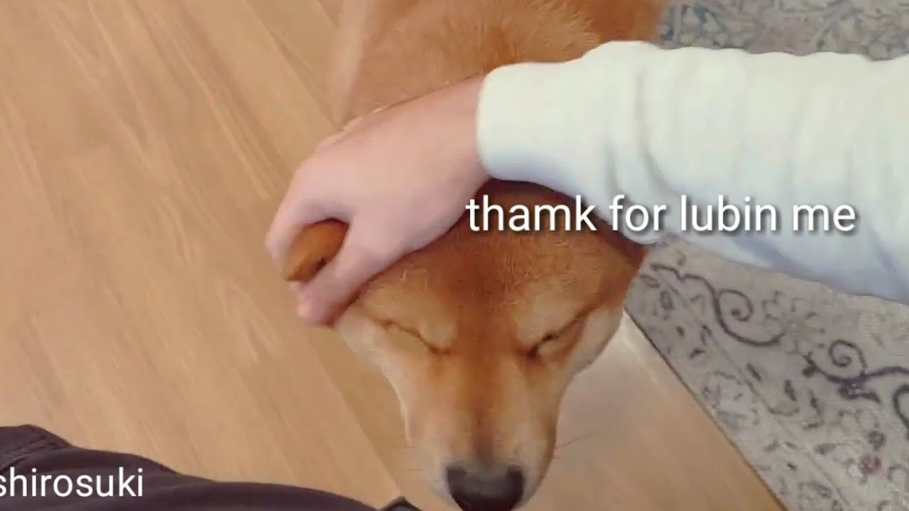 Shiro getting some love - Shiba Inu puppies - YouTube