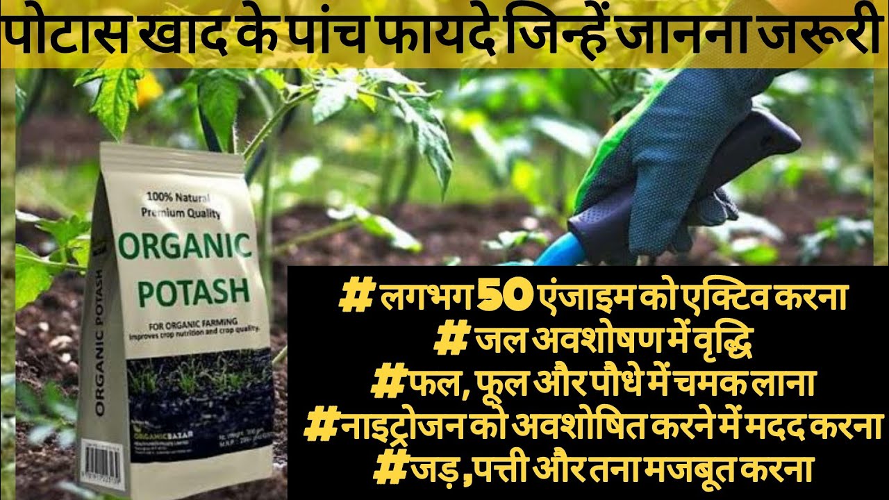 पोटास खाद के पांच उपयोग, जो पौधे की गुणवत्ता 80% बड़ा देगा। potas khad ...