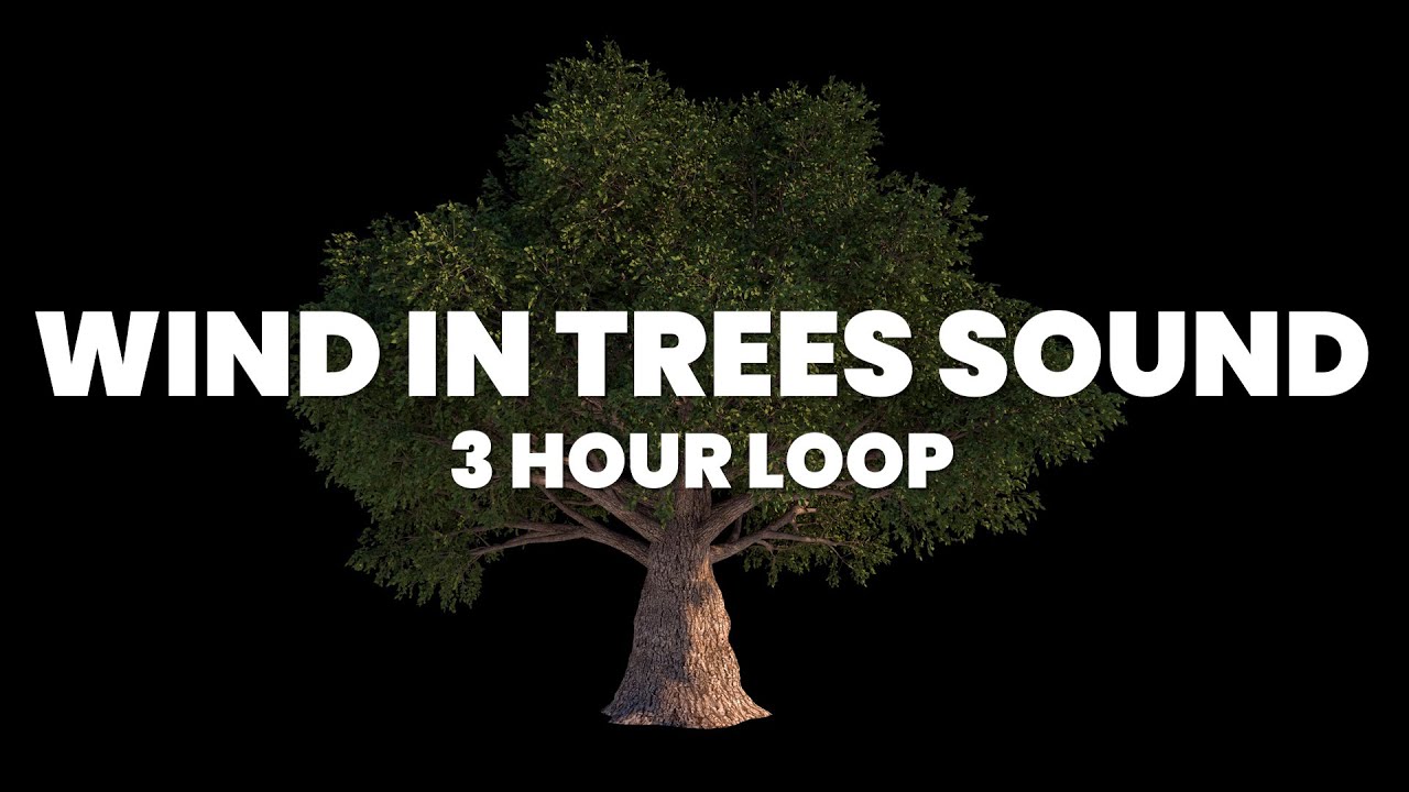 Strong Rainy Wind In Trees sounds for relaxation - YouTube
