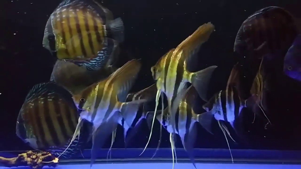 Wild Discus & Altum Angel - by Emerald Margad - YouTube