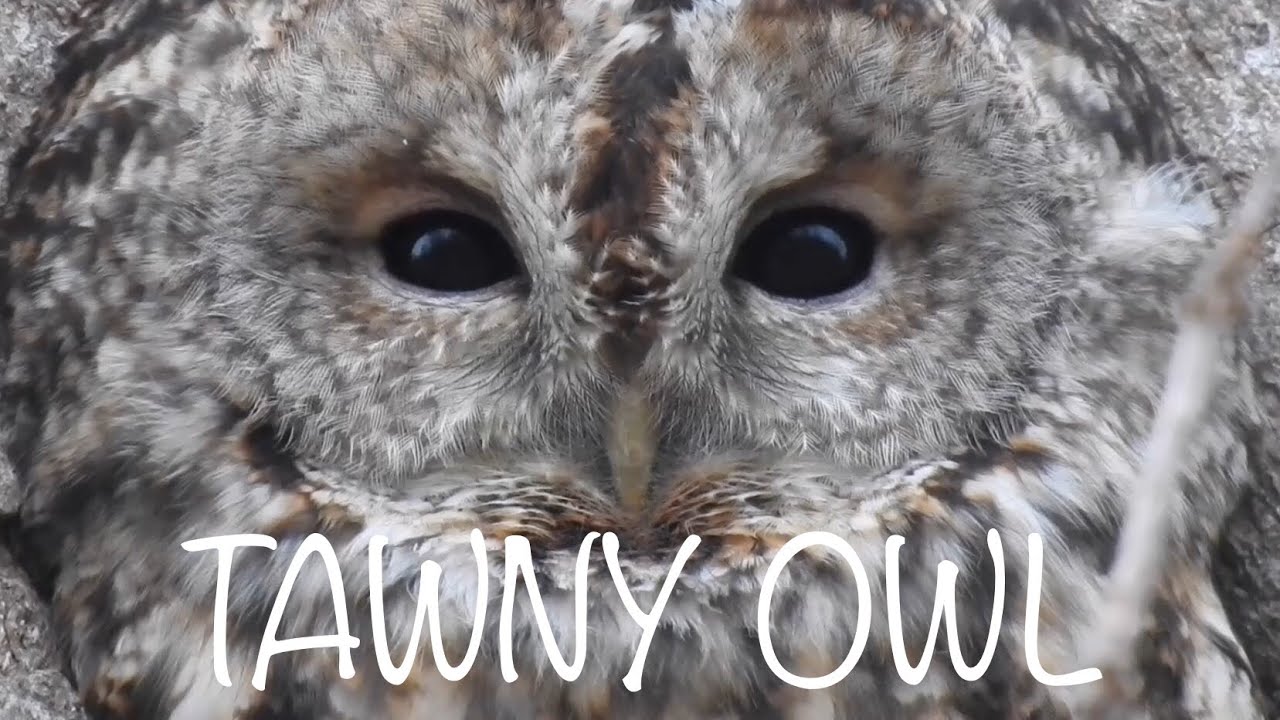 Tawny Owl Call Three Different Calls YouTube tawny-owl-call-three-different-calls-youtube