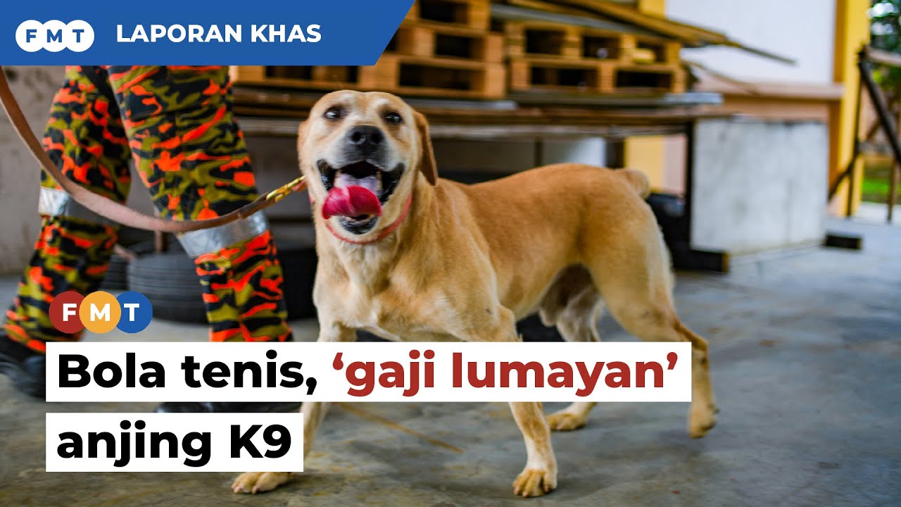 Bola tenis, 'gaji lumayan' yang ditunggu anjing pengesan K9 - YouTube