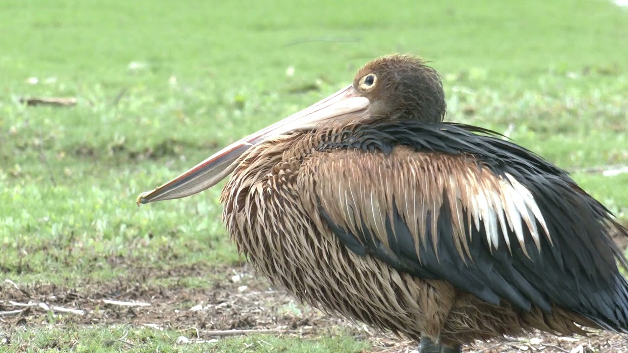A sad sight – a miserable young Australian Pelican covered in oil ...