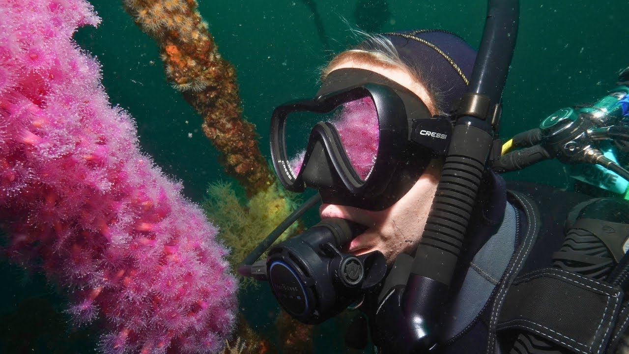 Diving a Shipwreck 90ft Deep in New Zealand - YouTube
