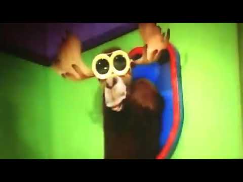 The Doodlebops Theme Song Reserved - YouTube