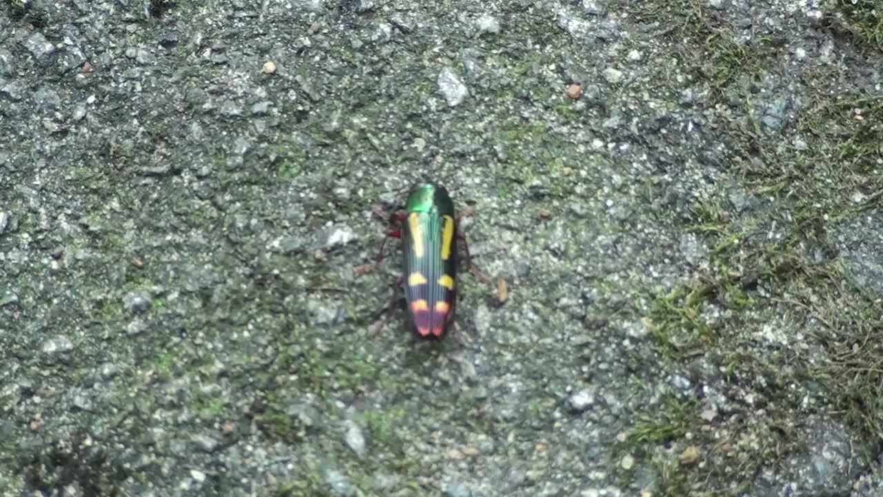 Monster Killer Bug! Identify? - YouTube