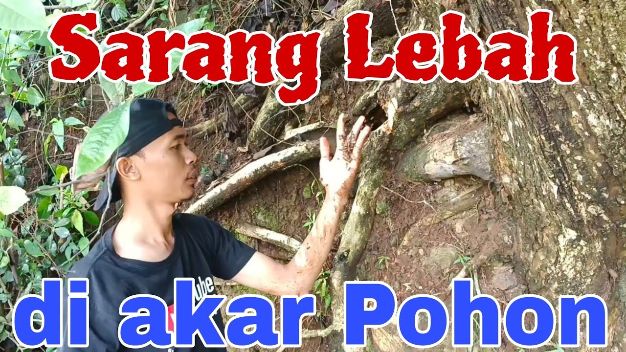 Sarang lebah madu di dalam akar pohon jati - YouTube