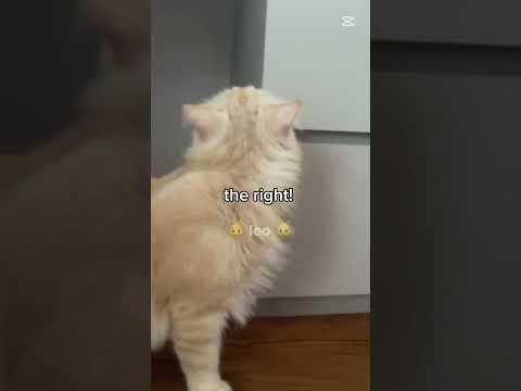 LEOO(ikr he’s so cute)#recommended #roblox #cat #cute #funnyroblox ...