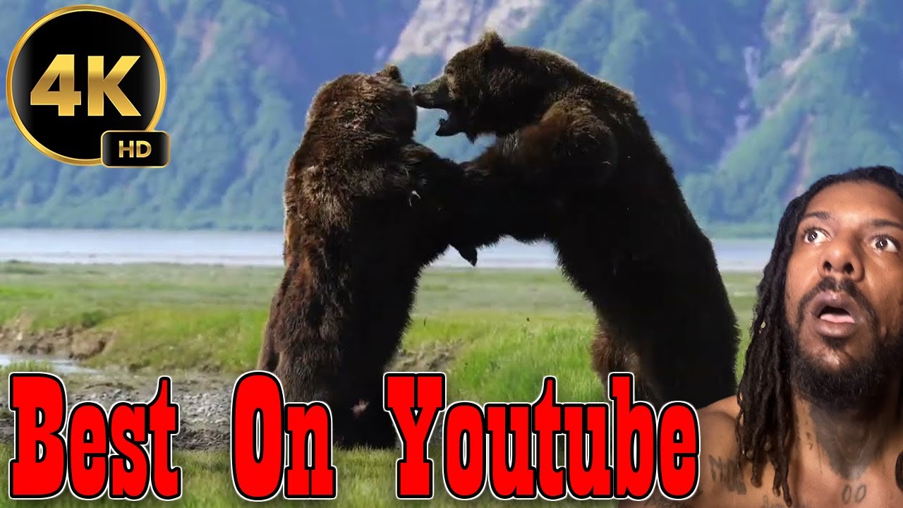 Most Intense Bear Fight Ever Caught On Camera - YouTube