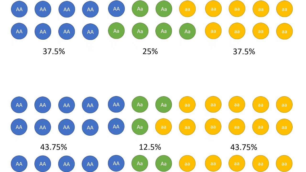 Effects of selfing on population genetic structure - YouTube