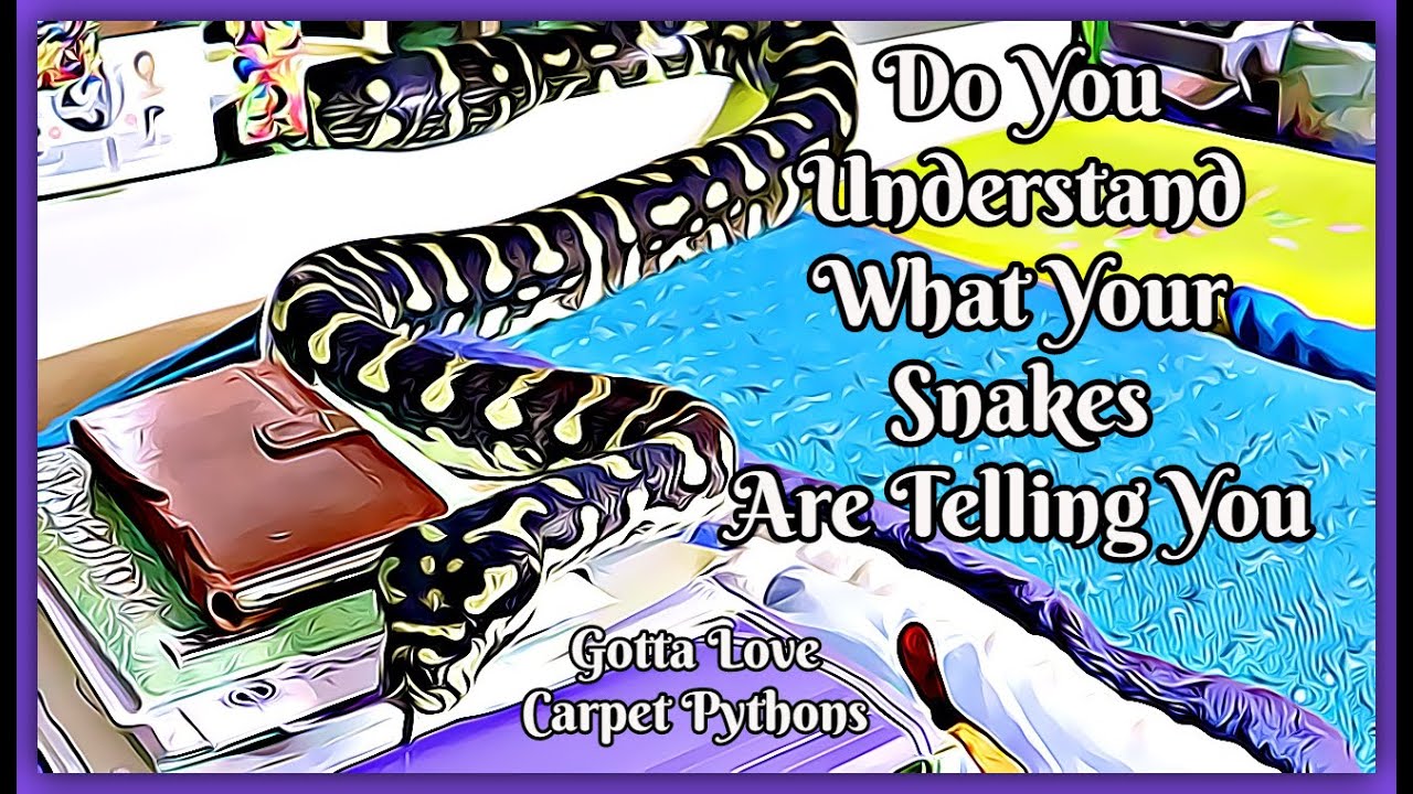 Snakes Communicate You Just Need To Listen - YouTube