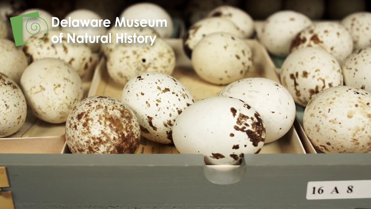The egg collection at the Delaware Museum of Natural History - YouTube