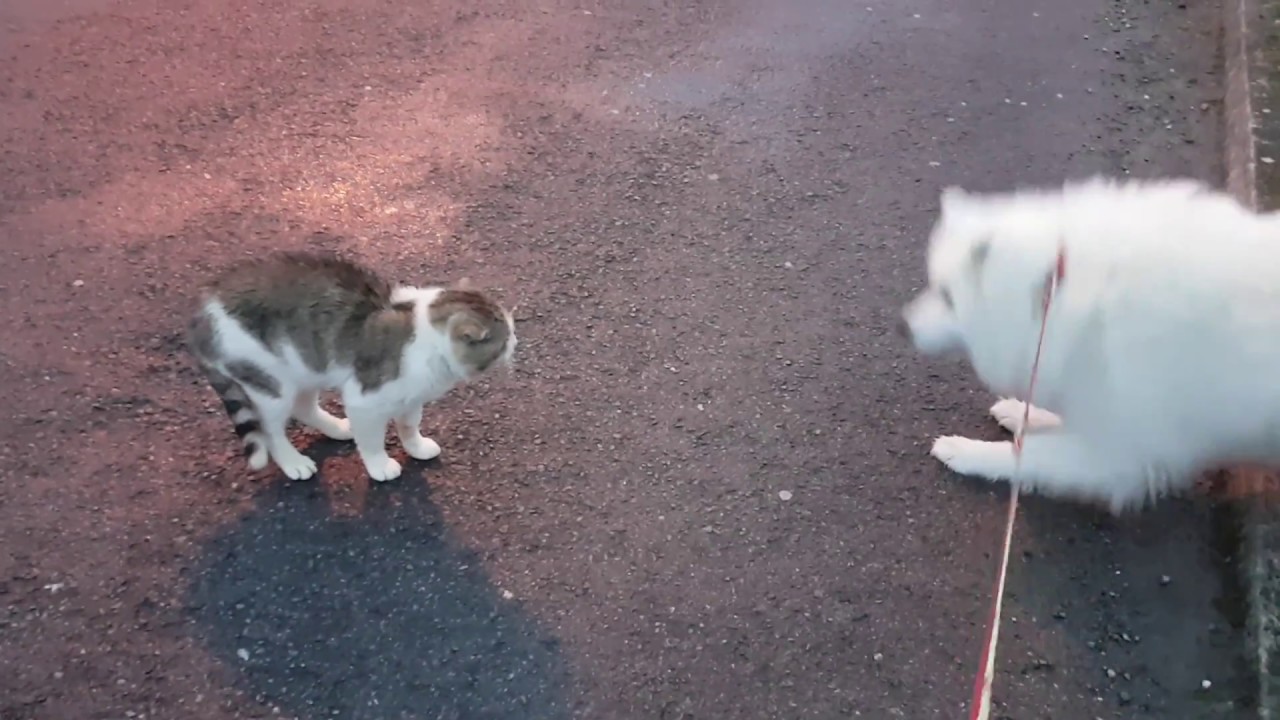 Samoyed vs cat - YouTube