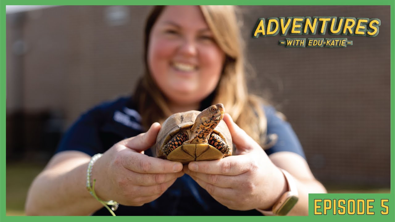 Adventures with Edu-Katie: Turtle Talk - YouTube
