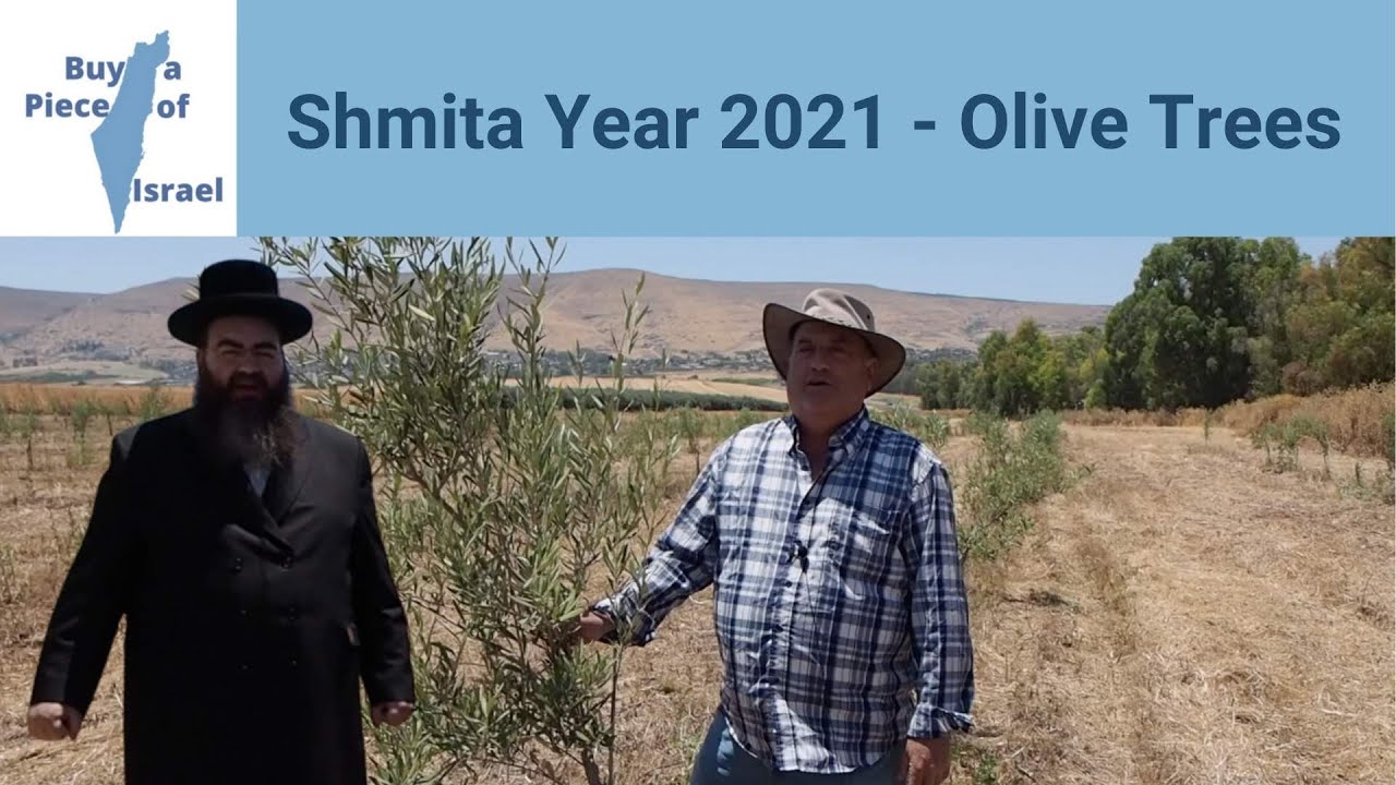 Shmita Year 2021 - Olive Trees - YouTube