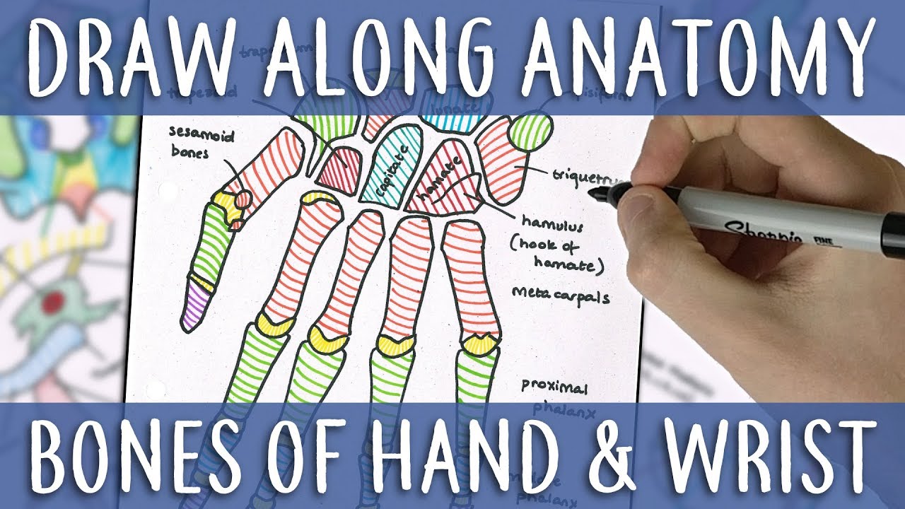 Draw Along Anatomy: Bones of the Hand & Wrist | PostGradMedic - YouTube