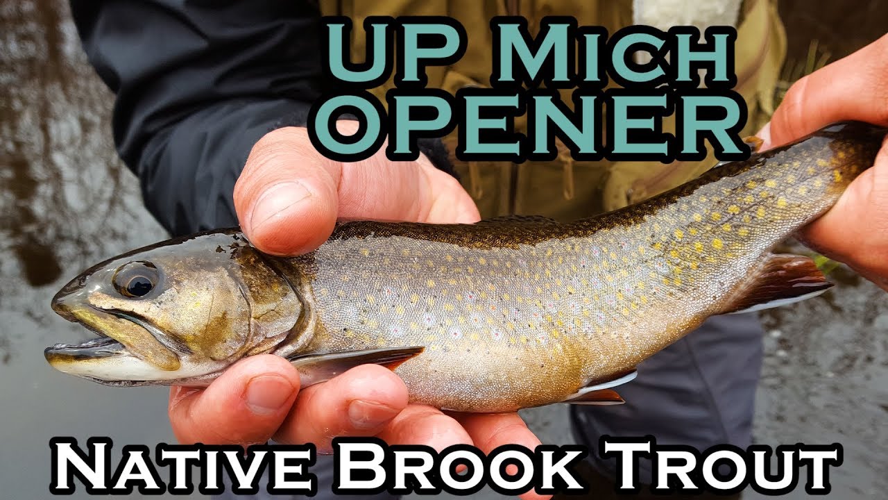 Early Spring | Native Brook Trout - YouTube
