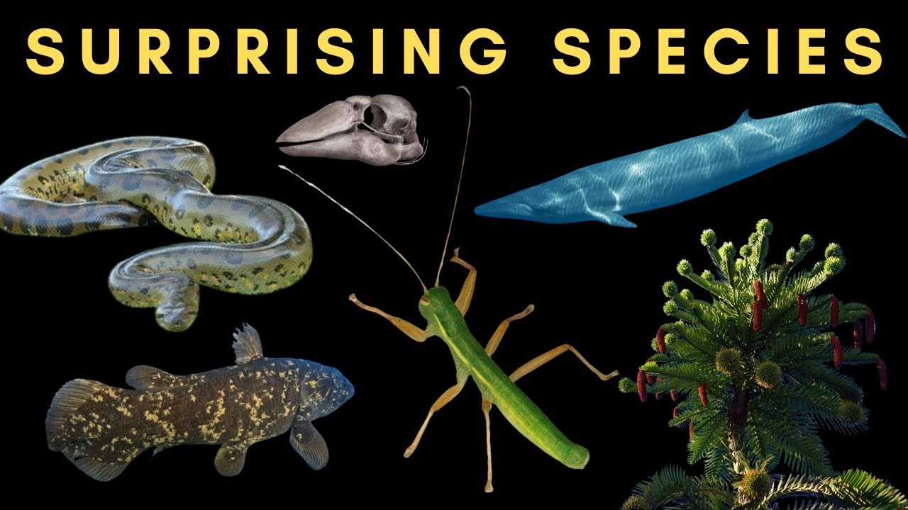 Ten Surprising Discoveries of New Species - The Finds That Made ...