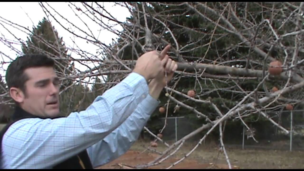 Backyard Fruit Growing: Pruning Fruit Trees - YouTube