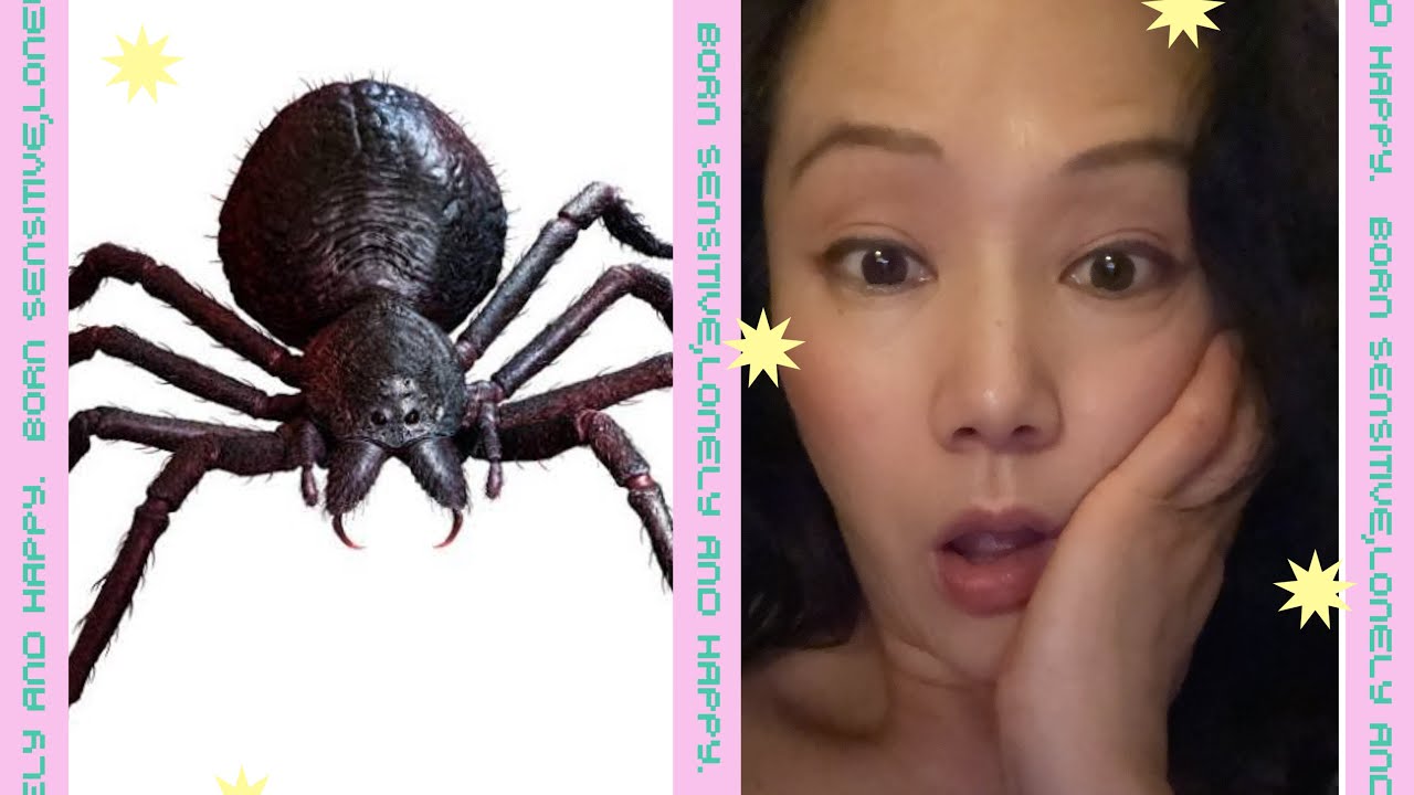 好大的蜘蛛爬在窗户上! A hug spider on my window!😱 - YouTube