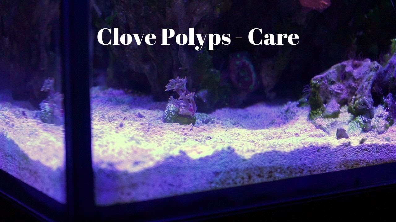 Clove Polyps Coral - Care - YouTube