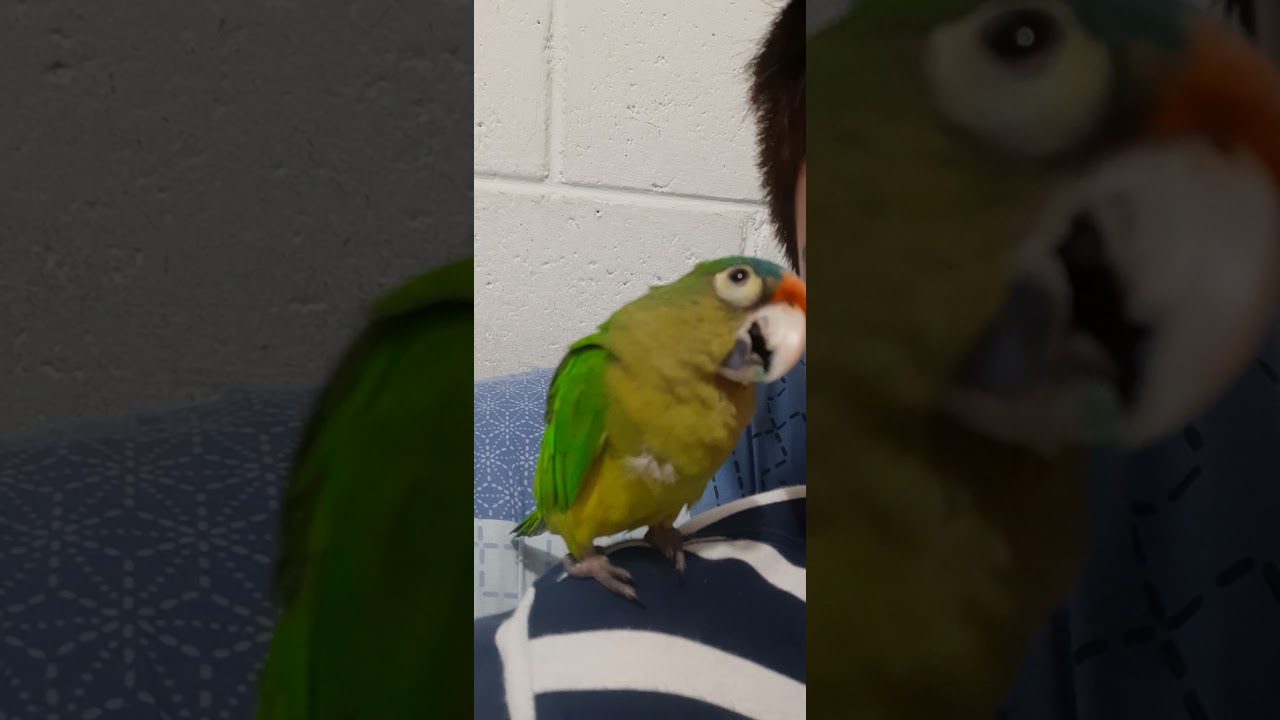 perico hablando (tosiendo, dando besos y diciendo periquito) - YouTube