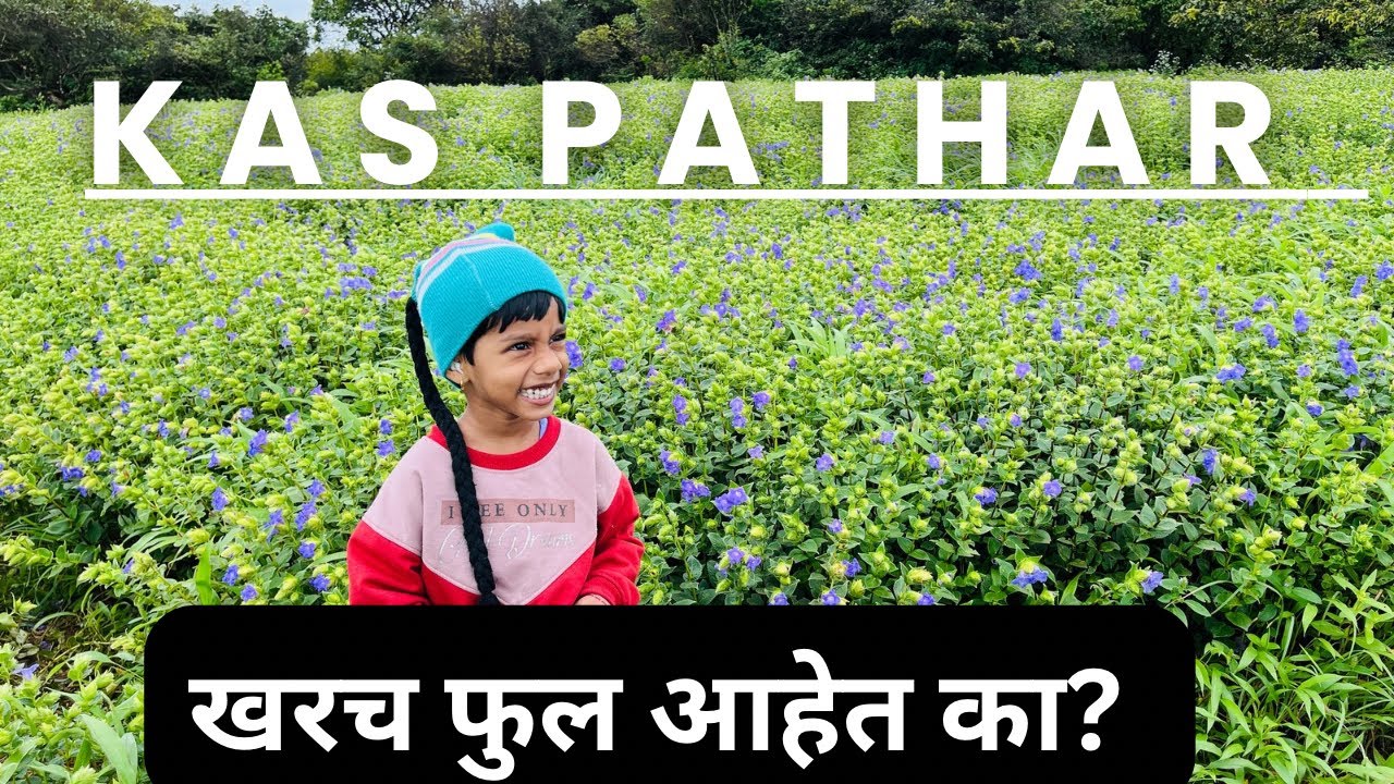 कासला खरच फूल आहेत का ! | kas pathar satara | Kas Pathar Satara | kaas ...